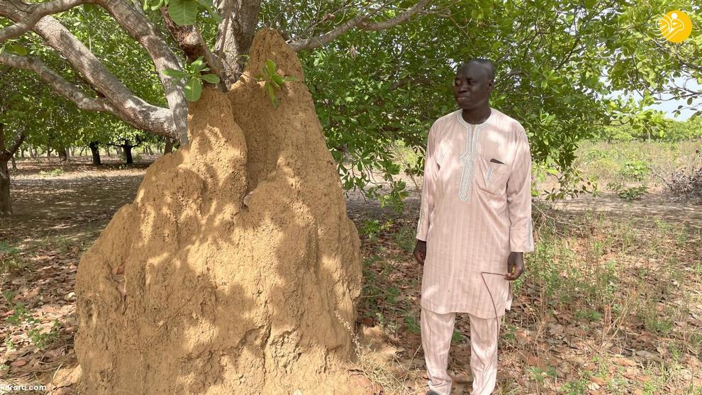 لانه‌های غول پیکر موریانه‌ها (عکس)