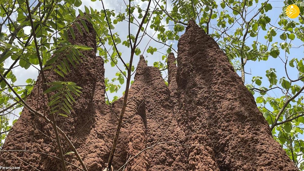لانه‌های غول پیکر موریانه‌ها (عکس)