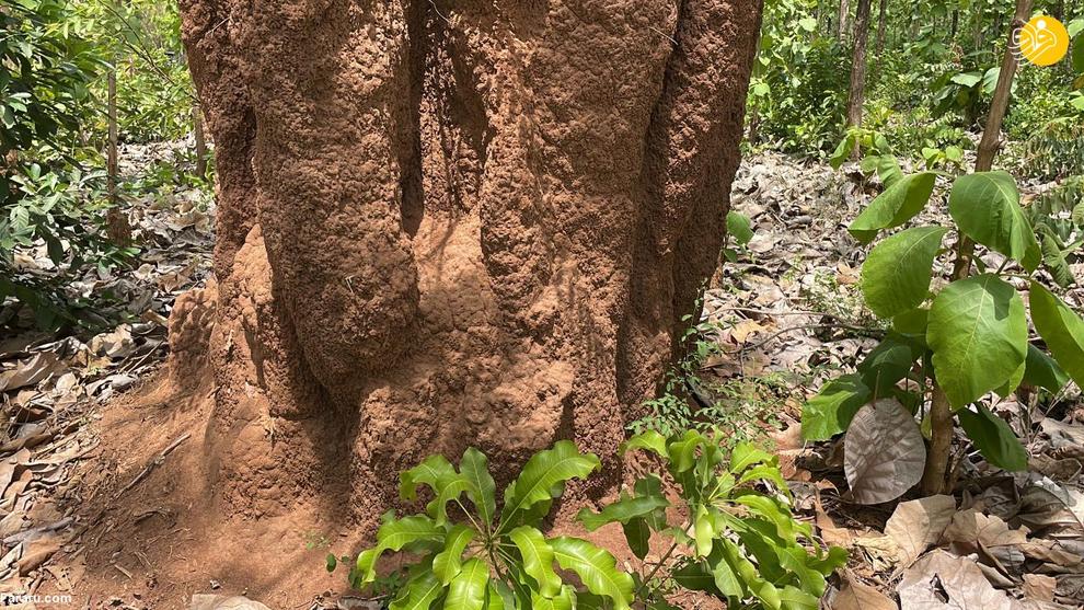 لانه‌های غول پیکر موریانه‌ها (عکس)