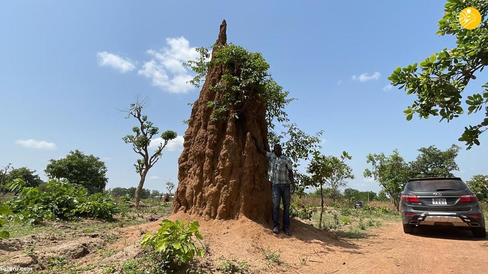 لانه‌های غول پیکر موریانه‌ها (عکس)