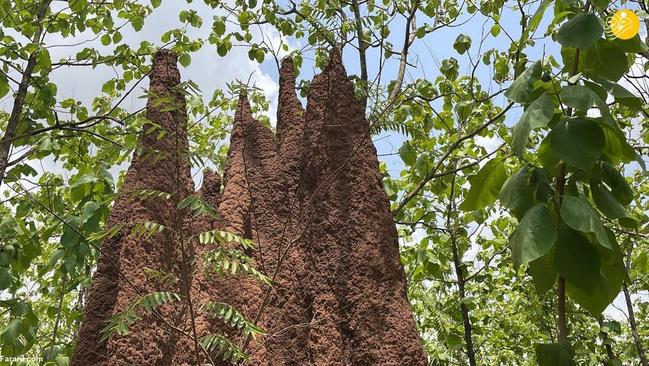 لانه‌های غول پیکر موریانه‌ها (عکس)